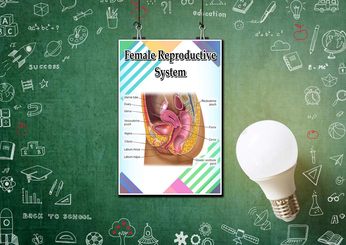 Female Reproductive System Poster Quote Motivational Educational Inspi ...